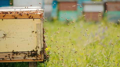 Worker Bees Stuck Bee Hive Exterior Stock Footage Video (100% Royalty ...