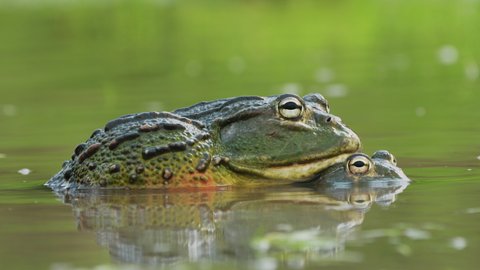 African Bullfrogs Amplexus During Rainy Season Stock Footage Video (100 ...