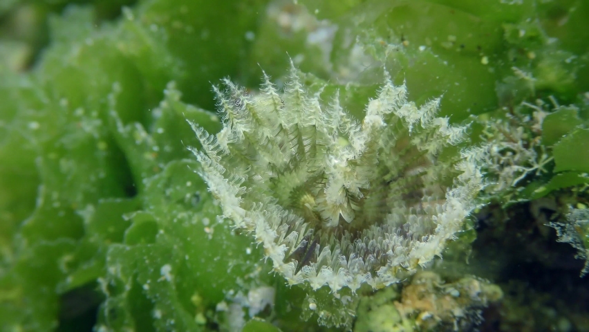 Peacock worm Stock Video Footage - 4K and HD Video Clips | Shutterstock