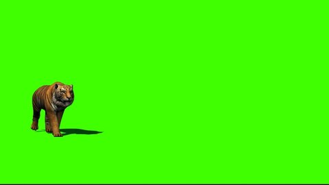 Tiger green screen Stock Video Footage - 4K and HD Video Clips ...