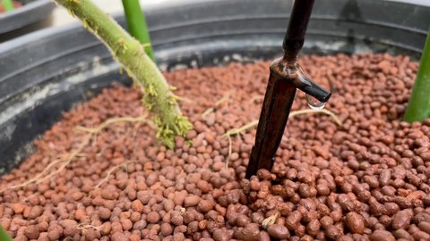 Drip Irrigation System Inside Plant Pot Stock Footage Video (100% ...