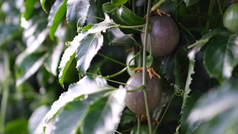 Pluck Tropical Fruits Branch Greenhouse Stock Footage Video (100% ...