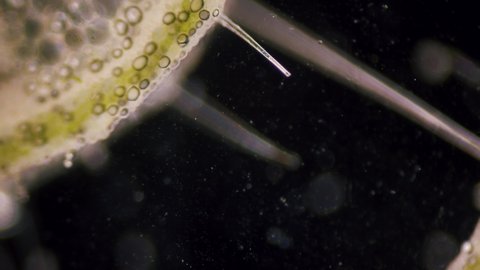 Pelargonium Geranium Hairy Stem Cross Section Stock Footage Video (100% ...