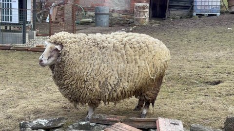 One Unshorn Sheep Stands Yard Fat Stock Footage Video (100% Royalty ...