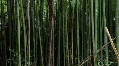 Stock Video Portfolio by EnviroVision | Shutterstock