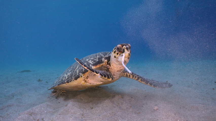 Sea Turtles Stock Video Footage | Royalty Free Sea Turtles Videos | Pond5