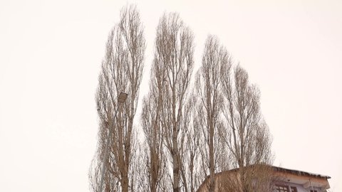 Strong Winds Shake Poplar Trees Populus Stock Footage Video (100% ...