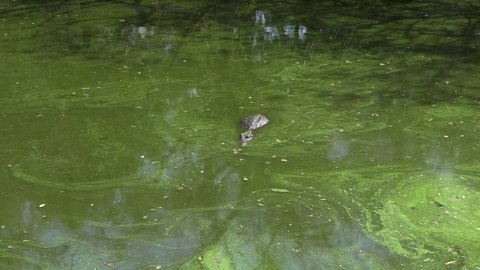 Aggressive Crocodile Splashing Water Swamp Stock Footage Video (100% ...