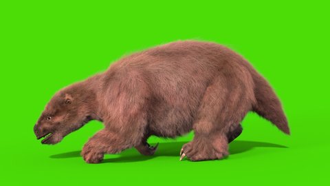 Paramylodon Pleistocene Mammal Walkcycle Green Screen Stock Footage ...