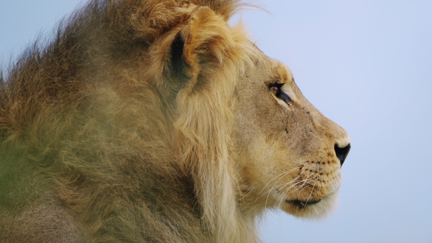 132 Lion head side view Stock Video Footage - 4K and HD Video Clips ...