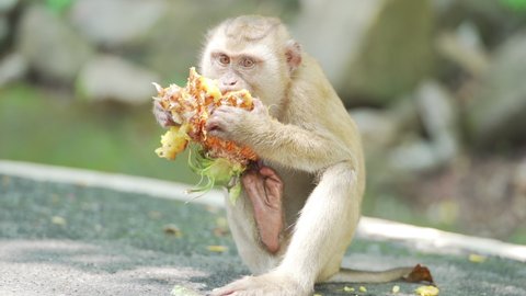 Male Monkey Eating Pineapple Monkey Baby Stock Footage Video (100% ...