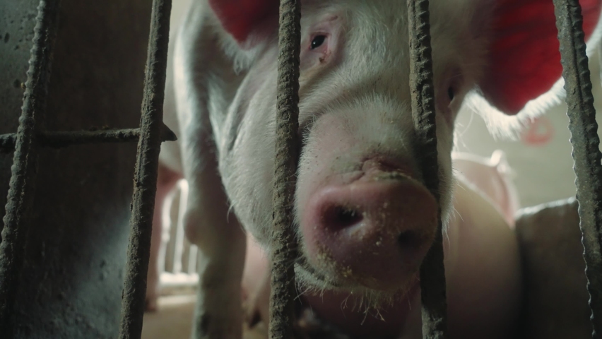 view pig farm Stock Footage Video (100% Royalty-free) 1088658347 ...