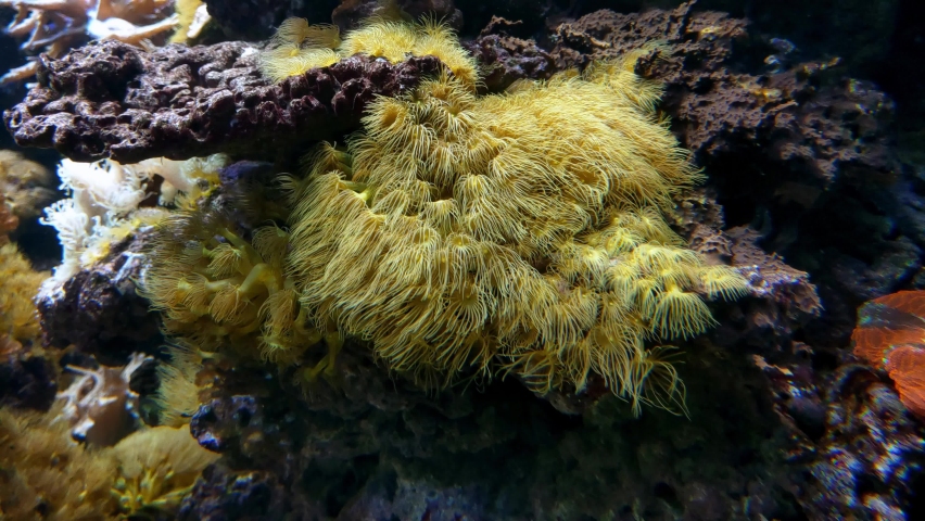 underwater photography beautiful yellow-green algae bottom Stock ...