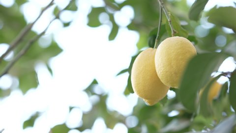 78,741 Lemon Stock Video Footage - 4K and HD Video Clips | Shutterstock