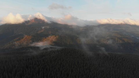 360 degree panorama forest Stock Video Footage - 4K and HD Video Clips ...