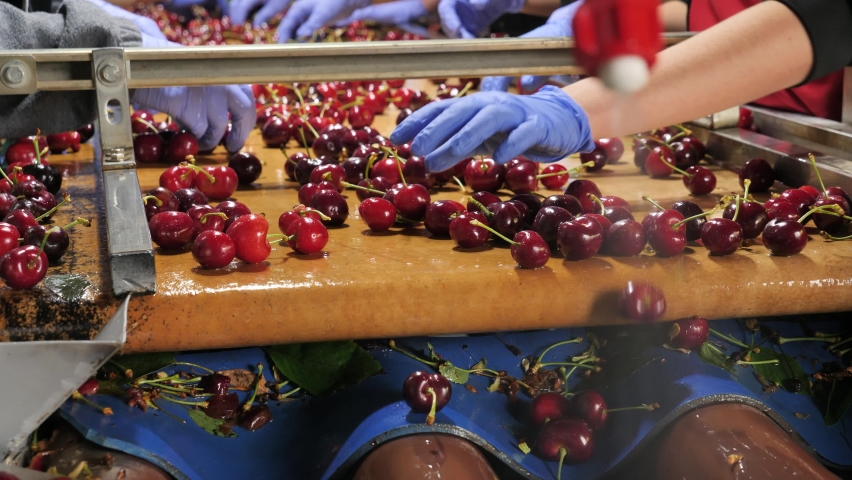 sorting cherries on conveyor Stock Footage Video (100% Royalty-free ...