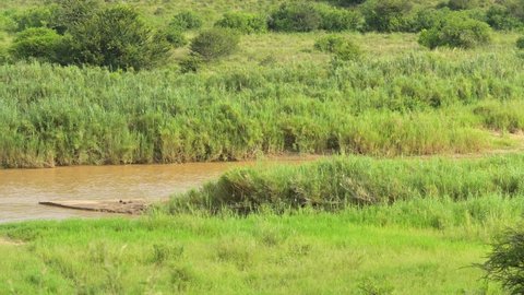 River Hluhluwe Dam Hluhluwe National Park Stock Footage Video (100% ...