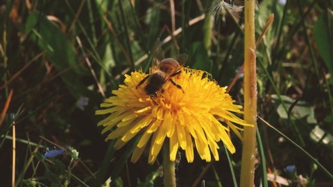 Closeup Bee Pollination Dandelion Stock Footage Video (100% Royalty ...