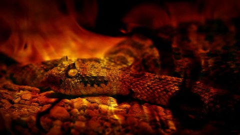813 Snakes fire Stock Video Footage - 4K and HD Video Clips | Shutterstock