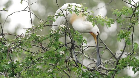 Spoonbill Use Long Flat Beak Pick Stock Footage Video (100% Royalty ...