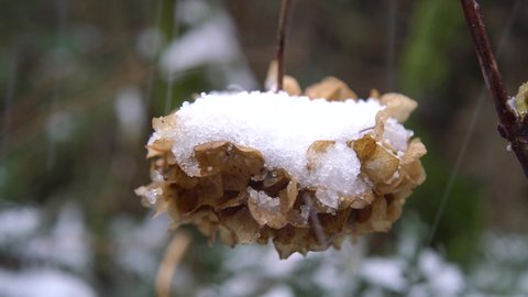 Graupeling Snowfall Subtropics Evergreen Meteorology Precipitation ...