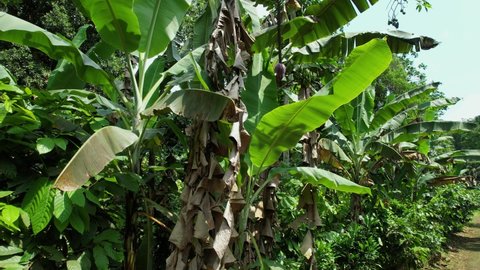 Aerial View Front Banana Tree Sunny Stock Footage Video (100% Royalty ...