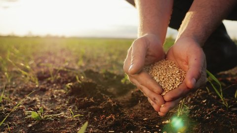 Farmer throwing seed Stock Video Footage - 4K and HD Video Clips ...