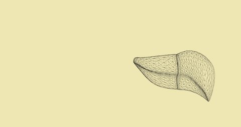 Liver 3d Model Rotating Loop Over Stock Footage Video (100% Royalty ...