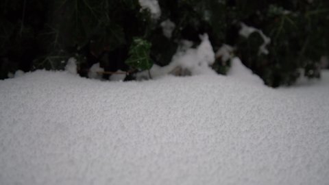 Graupeling Snowfall Subtropics Evergreen Meteorology Precipitation ...
