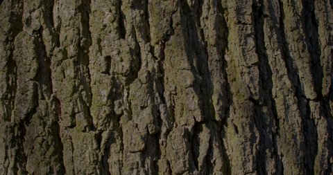 Tree Bark Texture Splits Vertical Horizontal Stock Footage Video (100% ...