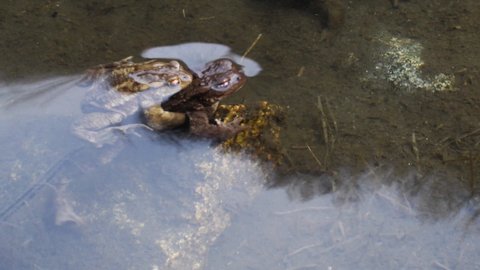 Pair Common Toad Comes Out Water Stock Footage Video (100% Royalty-free ...