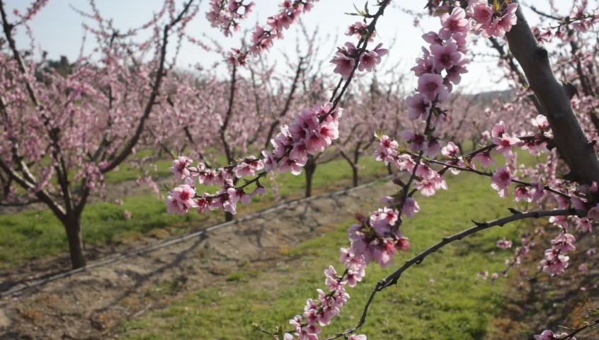 close view blooming peach trees fruit Stock Footage Video (100% Royalty ...
