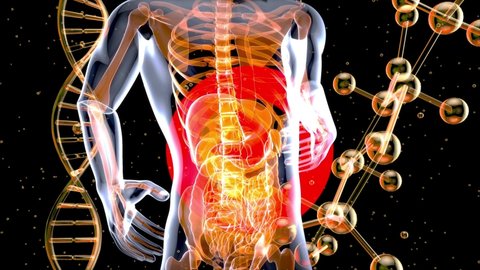 4k Abstract Anatomy Animation Stomach System Stock Footage Video (100% ...