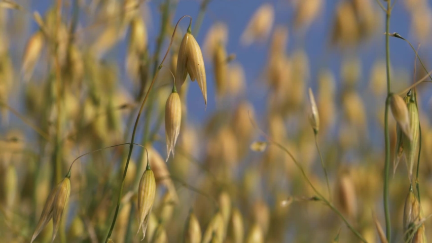 ripe golden oats growing farmland close Stock Footage Video (100% ...