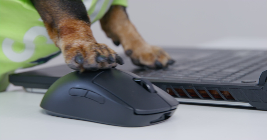 Dog paw mouse Stock Video Footage - 4K and HD Video Clips | Shutterstock