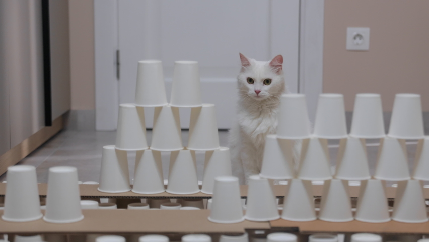 Coffee break cat Stock Video Footage - 4K and HD Video Clips | Shutterstock