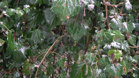 Graupeling Snowfall Subtropics Evergreen Meteorology Precipitation ...