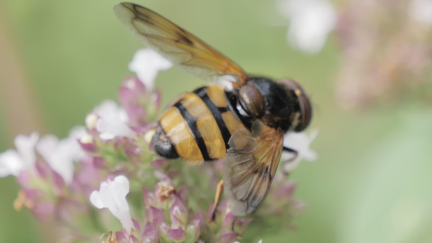 hover fly collecting nectar pollen flower Stock Footage Video (100% ...