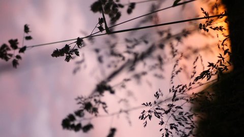 Filed Silhouette On Evening Sky Vertical Stock Footage Video (100% ...