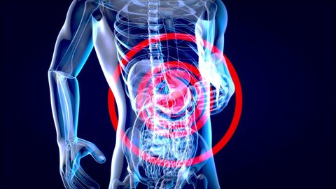 4k Abstract Anatomy Animation Stomach System Stock Footage Video (100% ...