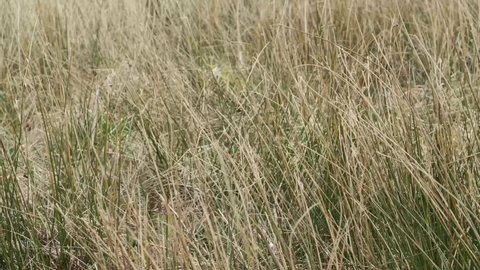 Close Long Sharp Grass Blowing English Stock Footage Video (100% ...