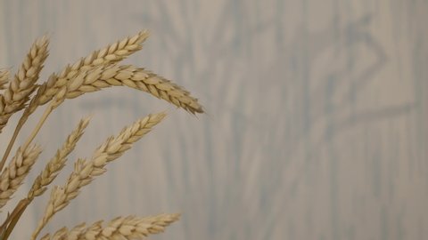 Wheat Shadow On Light Brown Wall Stock Footage Video (100% Royalty-free ...