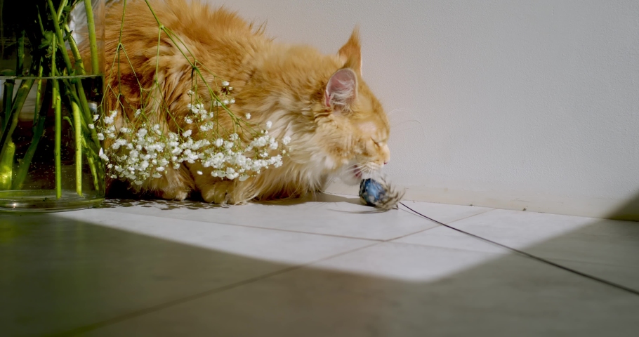 Cat bites flowers Stock Video Footage - 4K and HD Video Clips ...