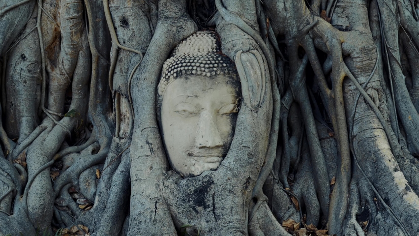 Face in the tree roots image - Free stock photo - Public Domain photo ...