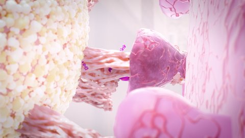 Virus Attached Cell Receptor Injecting Rna Stock Footage Video (100% ...