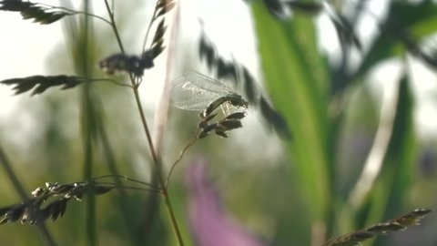 Natural Background Tiny Midge Transparent Wings Stock Footage Video ...