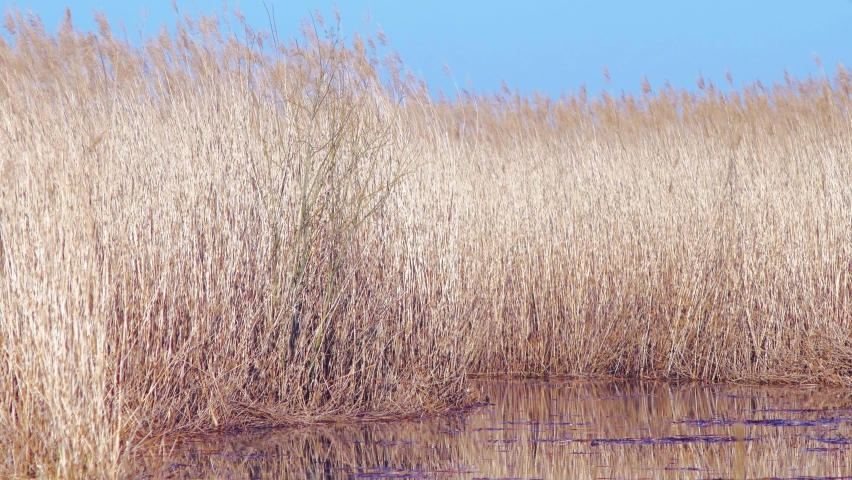 dry beige reed steams on wind Stock Footage Video (100% Royalty-free ...