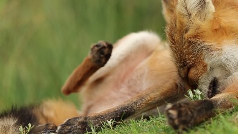 Red Fox Cub Sitting On Sand Stock Photo 2209493765 | Shutterstock