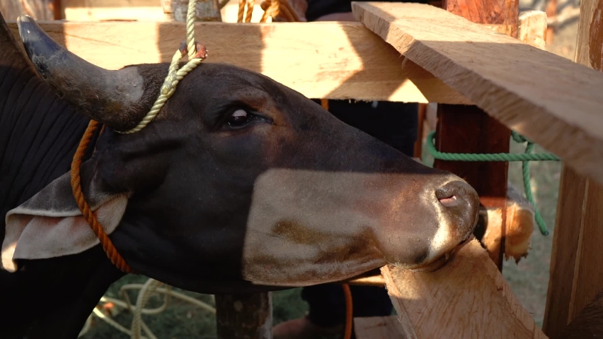 12 Fighting bull tied Stock Video Footage - 4K and HD Video Clips ...