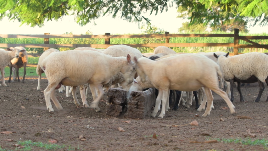 Fighting sheep Stock Video Footage - 4K and HD Video Clips | Shutterstock